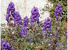 AYURVEDA NEWS: review of vatsnabh