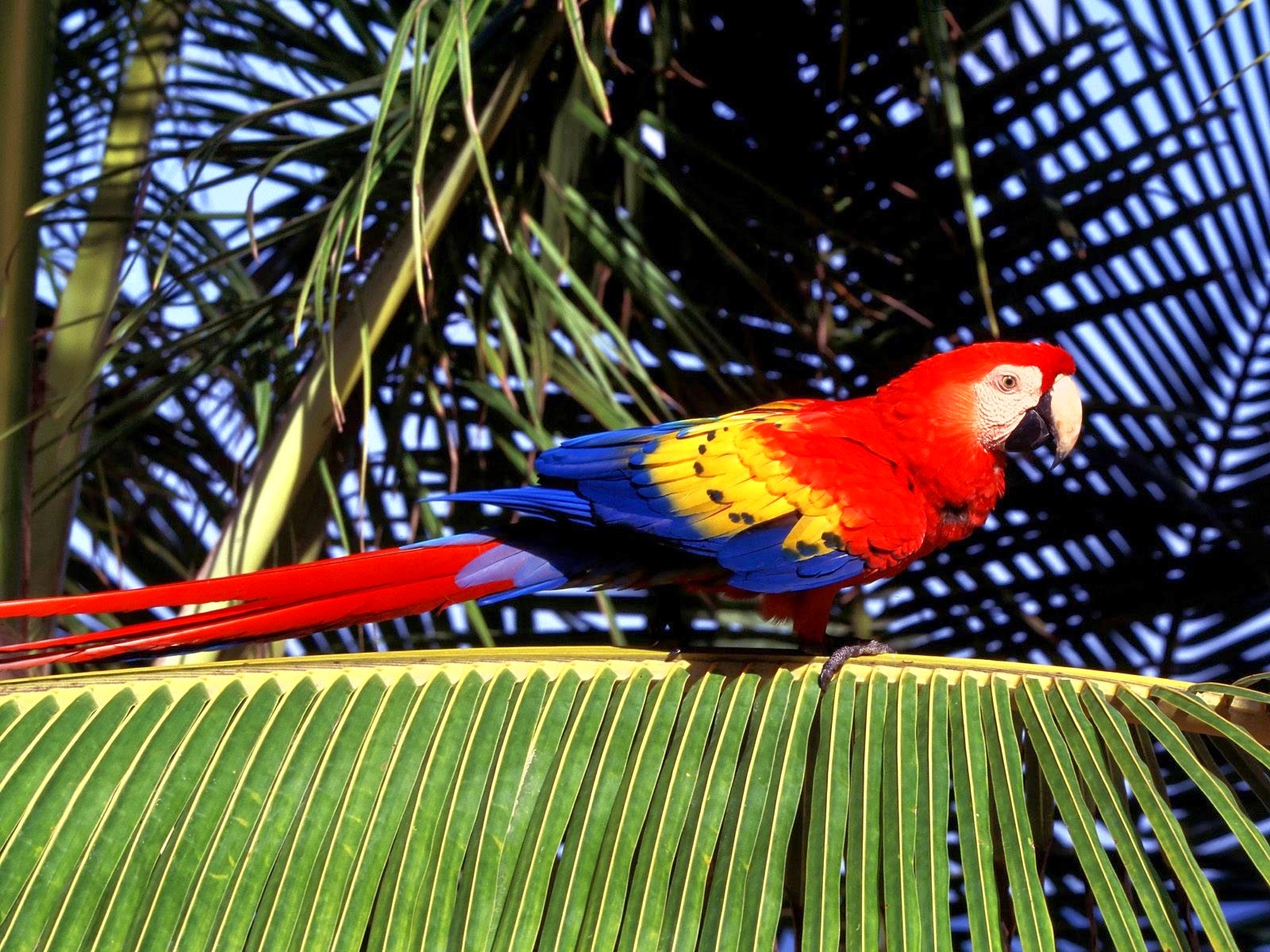 Tus Mejores Imagenes: imagenes de pericos