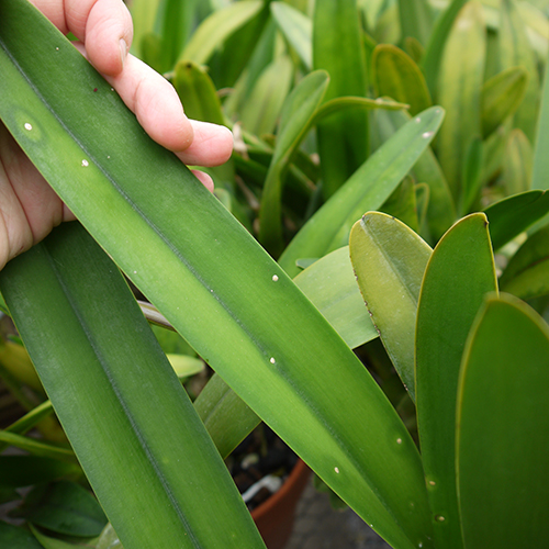 The Orchid Column: January Orchid Care vol. 2