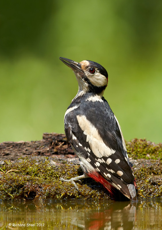 Wildlife Photographic Journals