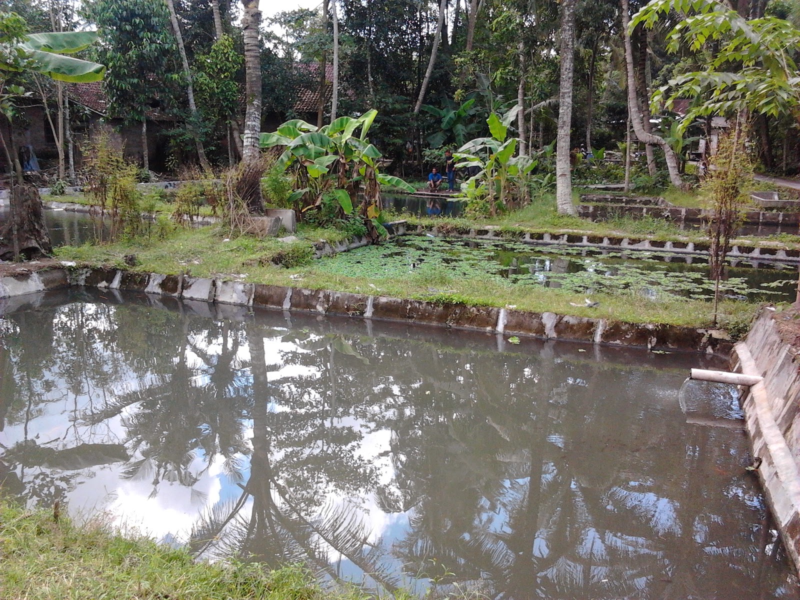 Desa Dowangan Wisata Pemancingan Keluarga: Lingkungan Kolam Pemancingan