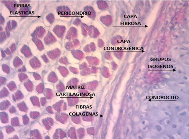 Morfofisiologia I: HISTOLOGÍA