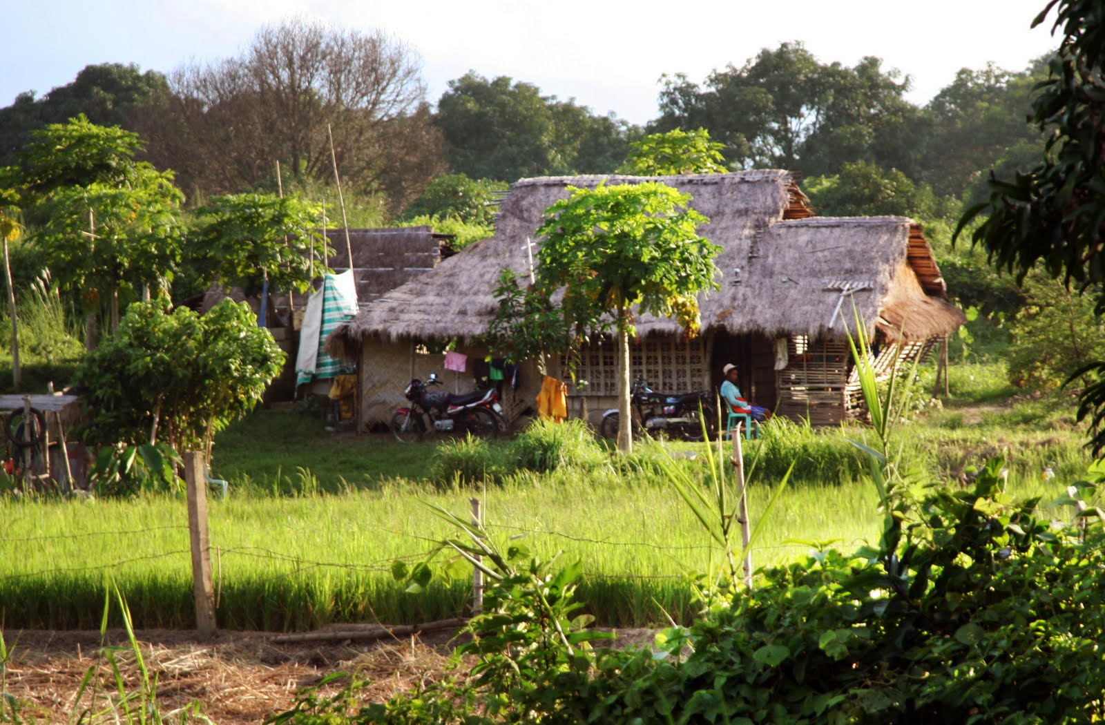 Naturalist's World - Dr Abe V Rotor : The Nipa Hut - Living Symbol of ...