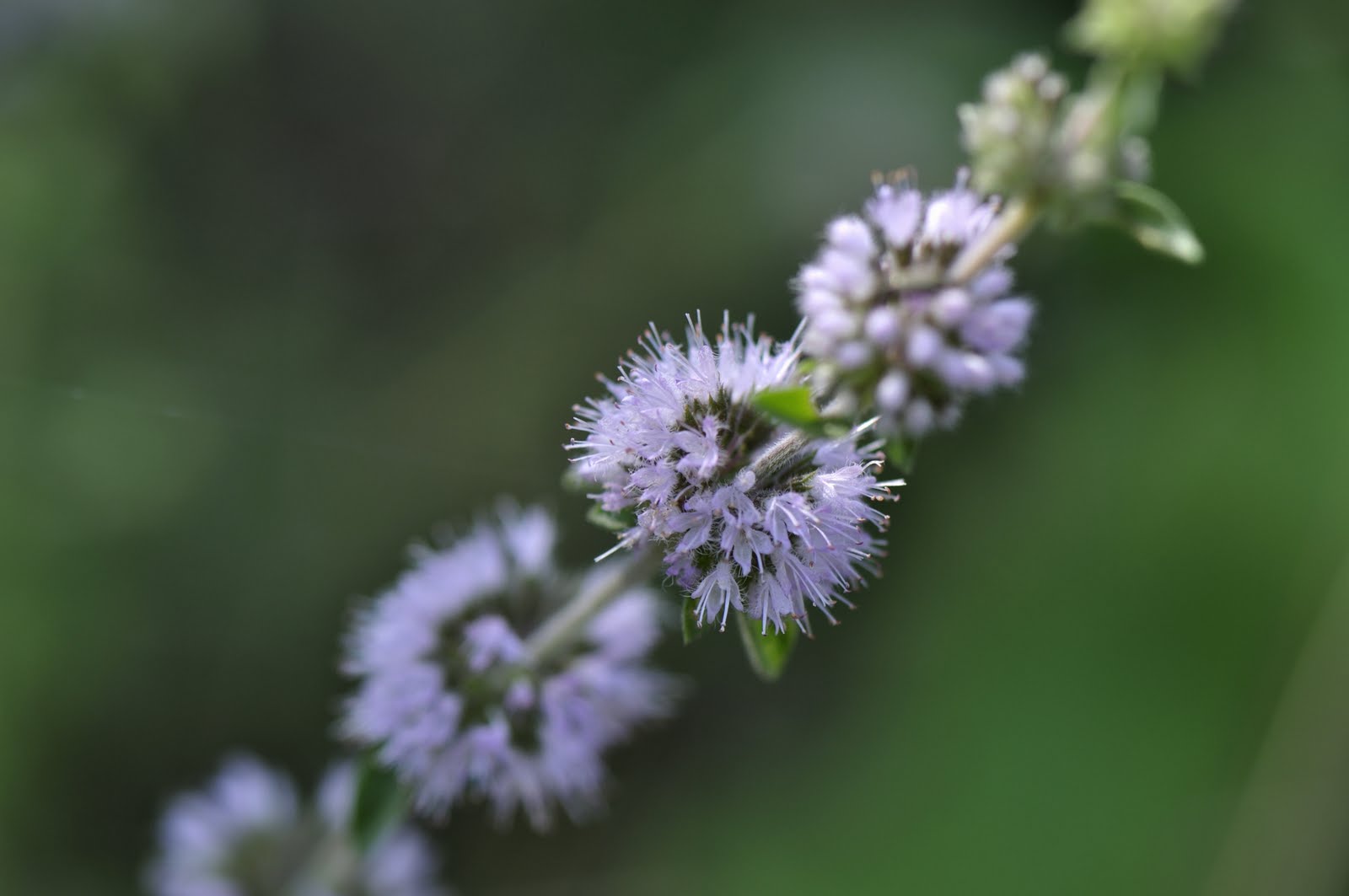 Desde Alájar: Poleo