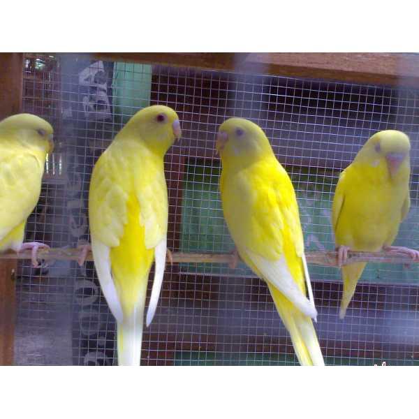 JUAL BURUNG PARKIT BERKUALITAS SUPER : menyediakan aneka warna burung ...