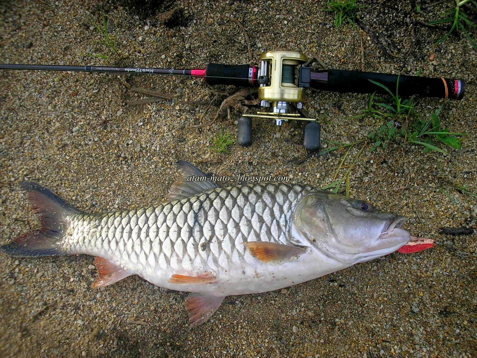 CAST AWAY: SEBARAU.com