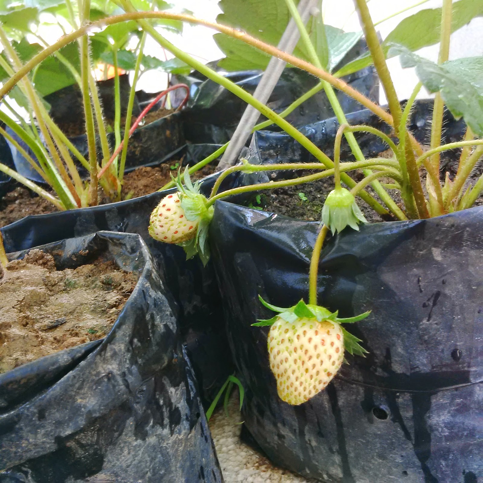 Strawberry's friday: Tanaman strawberry dataran rendah