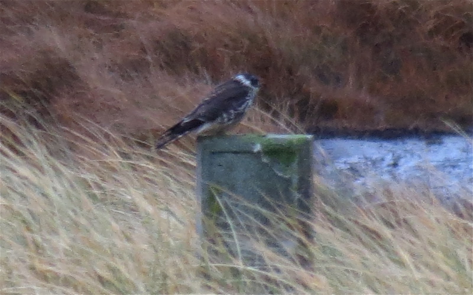 A Kilchoan Diary: Interesting Wee Bird