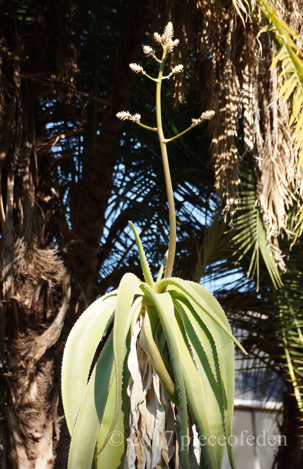 Aloe Suzannae Blooming At The Huntington
