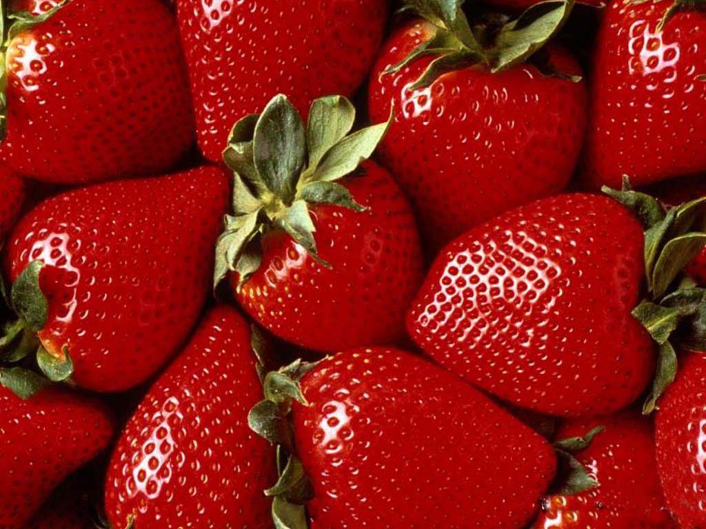 plantação de morango