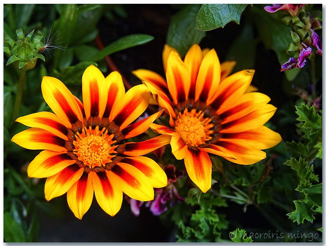 LAS PLANTAS: PLANTAS ORNAMENTALES