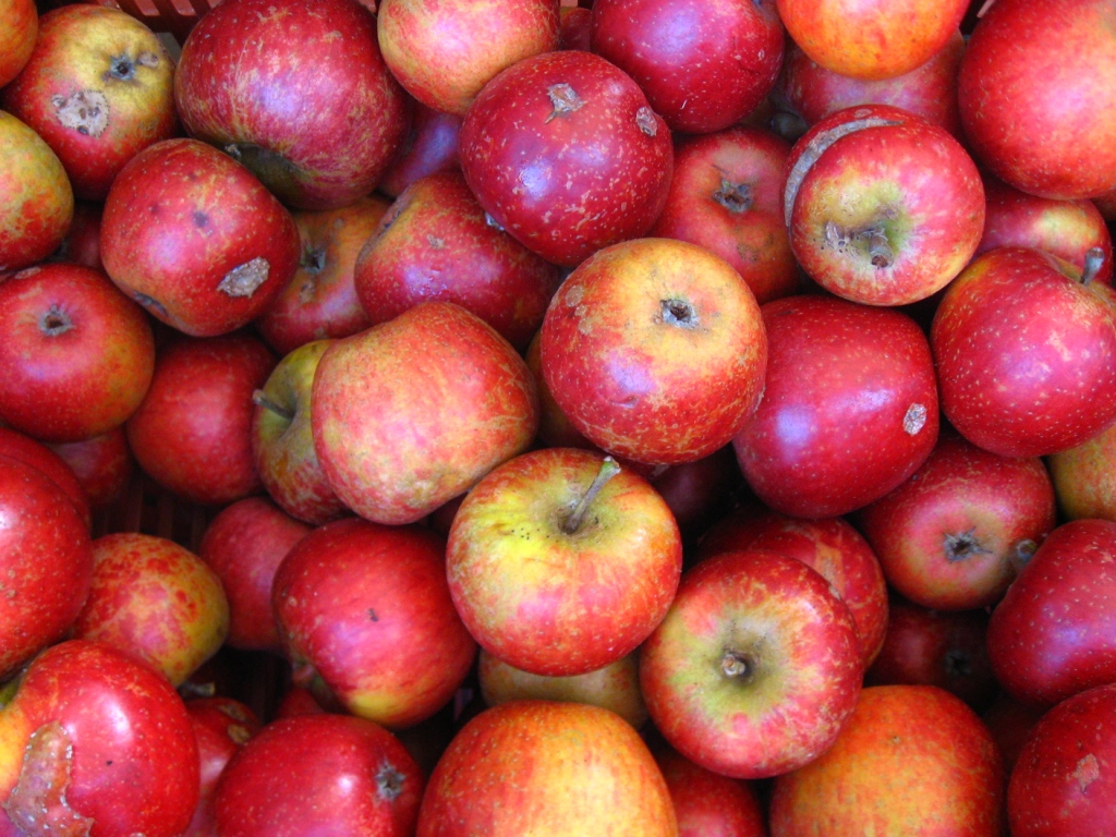 Scoff in the city: A treasury of apples, plus an apple cake for autumn