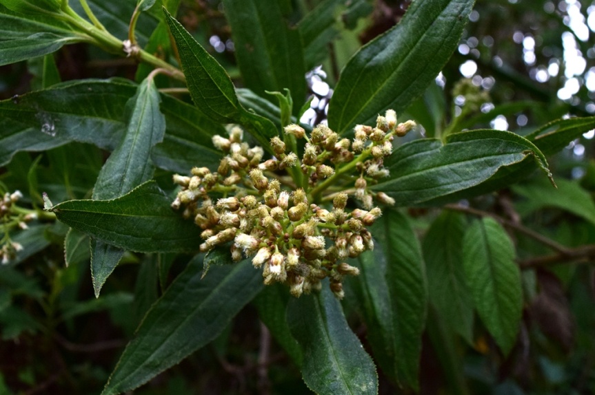 ANPP Animales y Plantas de Perú: Chilca - Baccharis Latifolia