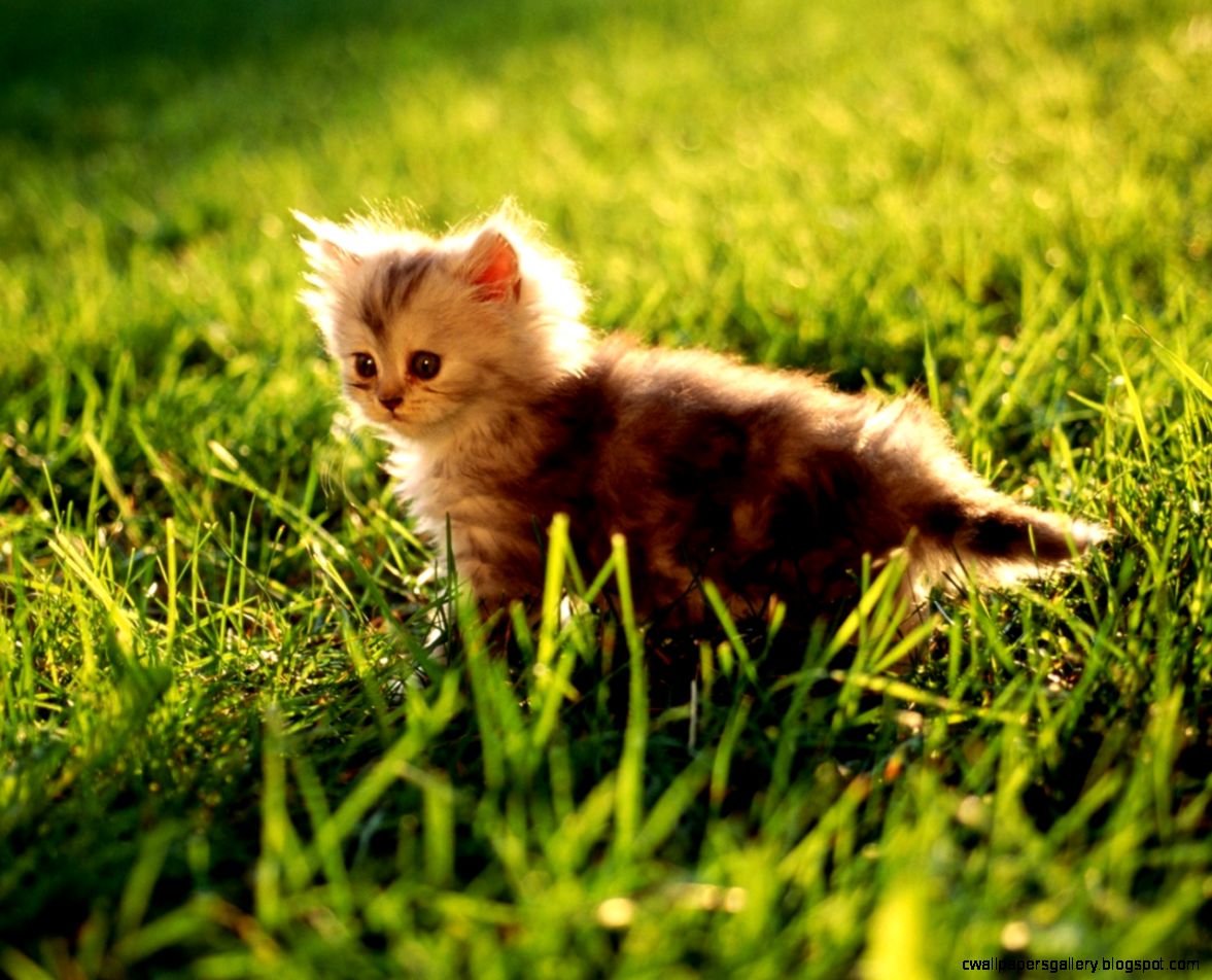 Cute Animals In Nature | Wallpapers Gallery