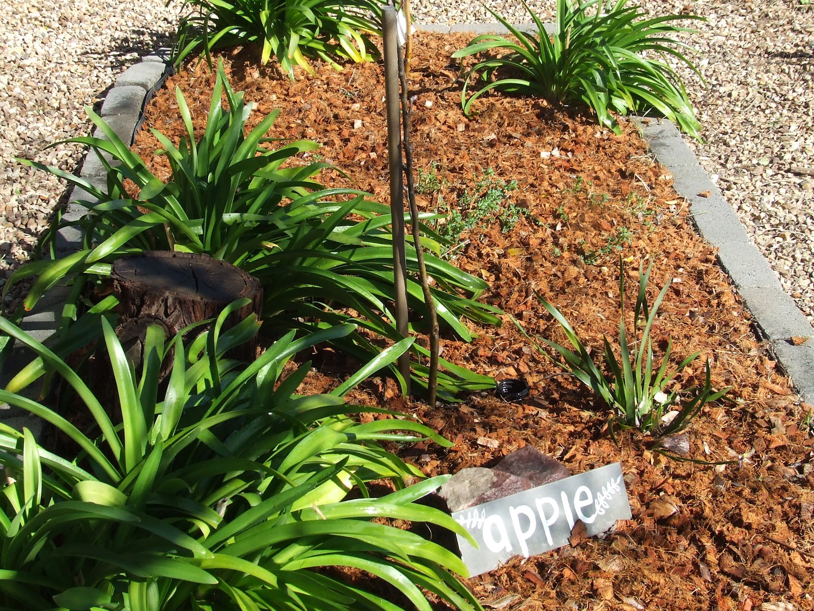 Fabulous Front Orchard - The Greening of Gavin