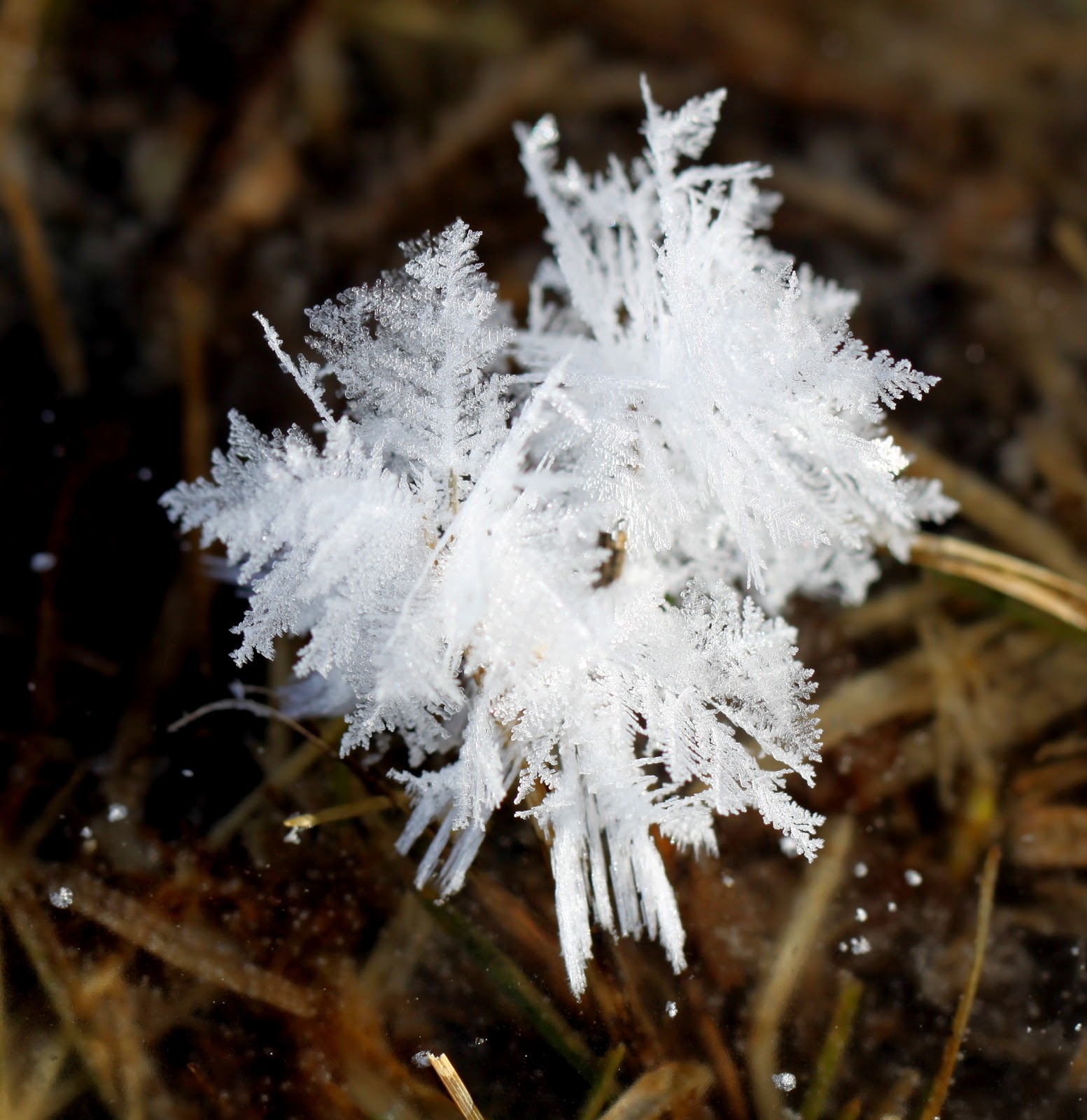 The Retirement Chronicles: Spring Hoarfrost!