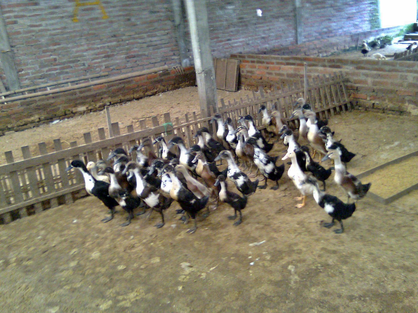 Budidaya Bebek Unggulan : Bebek Hibrida - BUDIDAYAKU