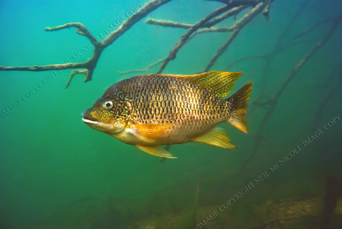 Freshwater Fish Photographs: Tilapia