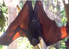 Malaysian Hollywood 2.0: Keluang atau Kelawar besar, penawar untuk ...