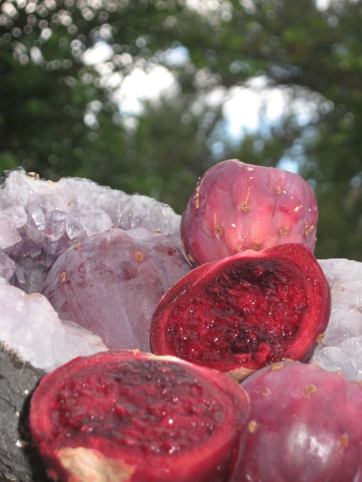 Our Little Sprouts: Prickly Pear Kombucha!