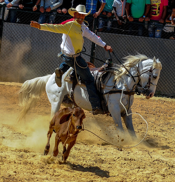 En el Colimador: ¿Rodeo cubano, espectáculo o deporte?