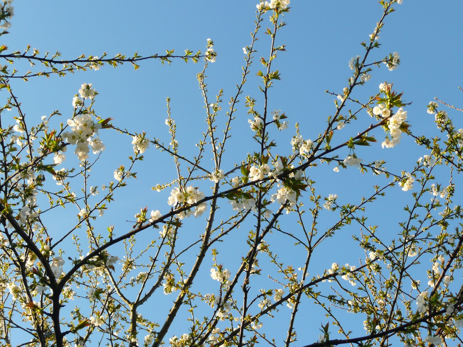 O YES CHAMPAGNE!!: Spring Madness