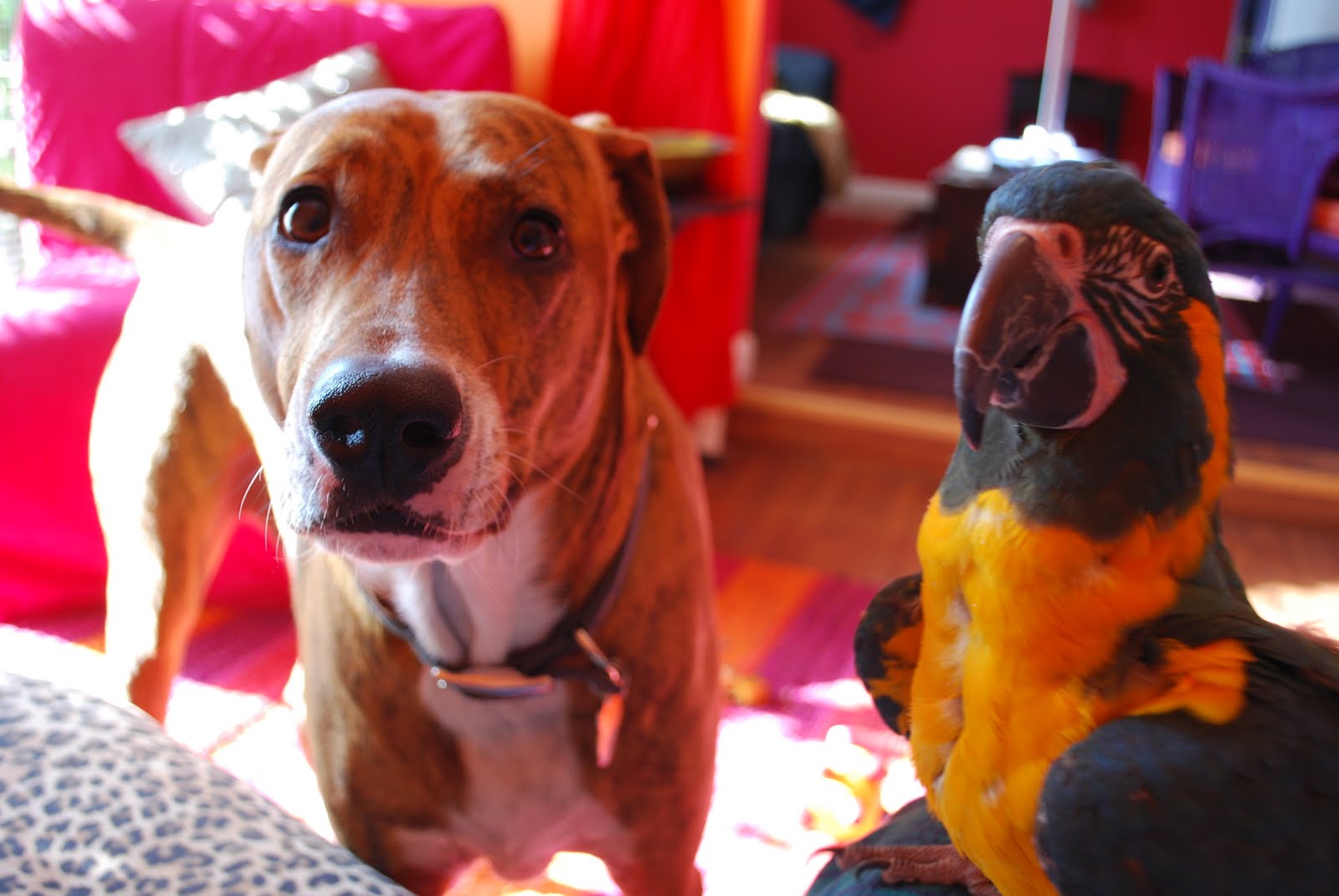 Barbara's Force Free Animal Training Talk: Rules for Parrots