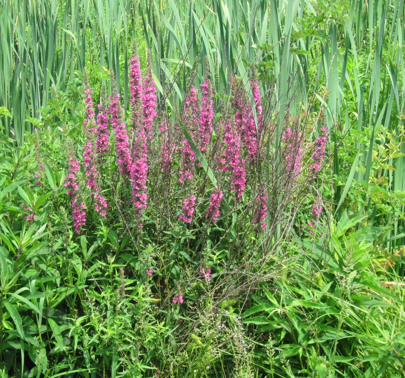 Central Virginia Organic Gardener: Pretty, but Invasive: Purple Loosestrife