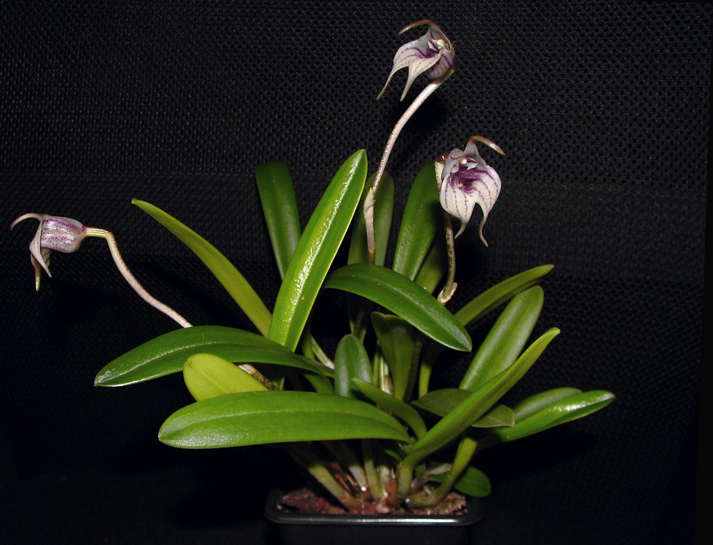 Masdevallia coriacea care and culture | Travaldo's blog