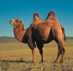 NewsSwan: Rabbit-sized Camel