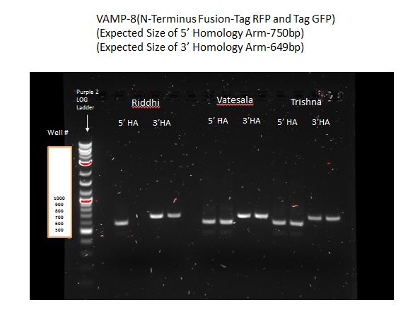 CRISPR Class: Homology Arm Amplification 5/9/17 Gel Annotation