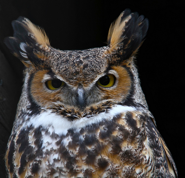 Owl Love: Owl Facts