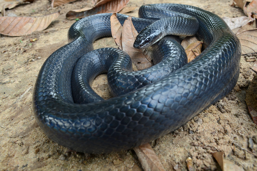 The Herpetology of Trinidad and Tobago: Black Cribo or Mussurana ...