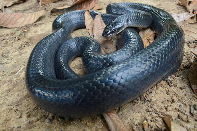 The Herpetology of Trinidad and Tobago: Black Cribo or Mussurana ...