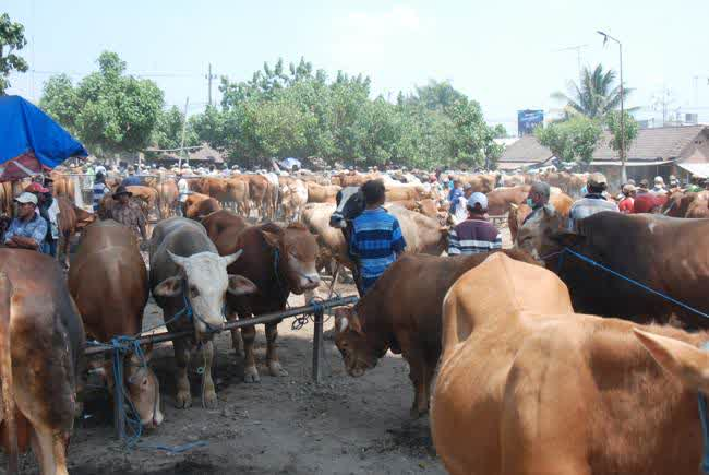 Harga Sapi Saat Ini Di Pasar Hewan Nganjuk Agustus 2017 | Gemar Ternak ...