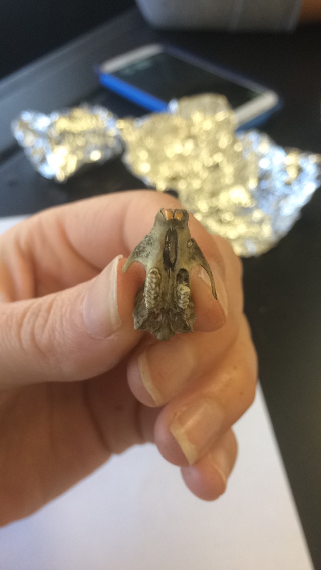 Amanda's Blog : Owl Pellet Lab