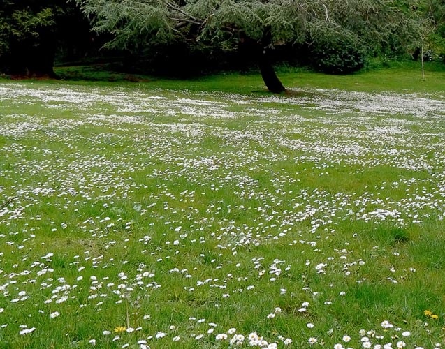 LJEKOVITO BILJE I LIJECENJE BILJEM: LJEKOVITO BILJE : Tratinčica,Bijela ...