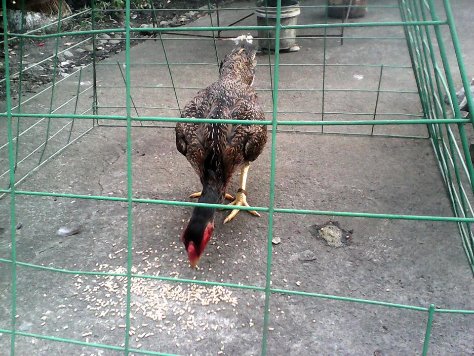 Gamefowl breeders: Shamo and Aseel