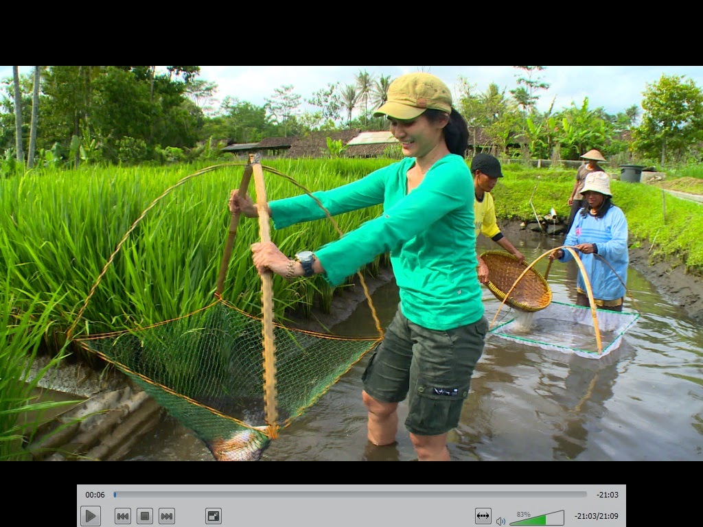 MINA PADI MENANAM PADI DAN BUDIDAYA IKAN