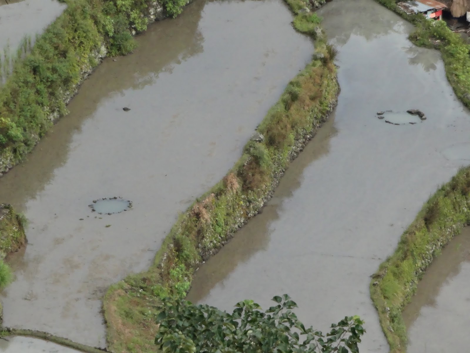 Developments in rural areas across the world: Rice, rice and more rice