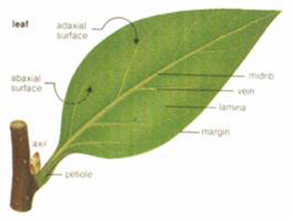 Alat-Alat Tambahan Atau Pelengkap Pada Daun - Pengertian Menurut Ahli