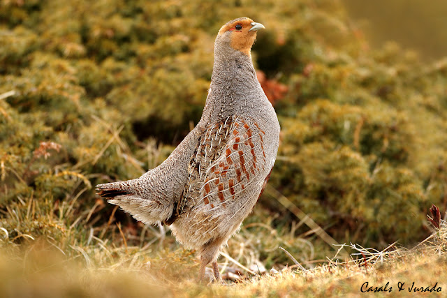 CRÒNIQUES NATURALISTES: ESTIU A L’ENTORN DE LLAUSET
