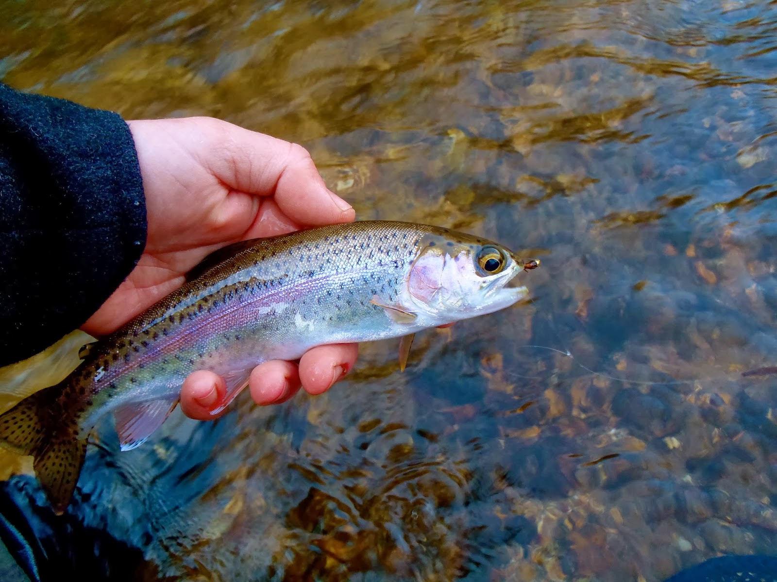 The Rogue Outdoors: Current River