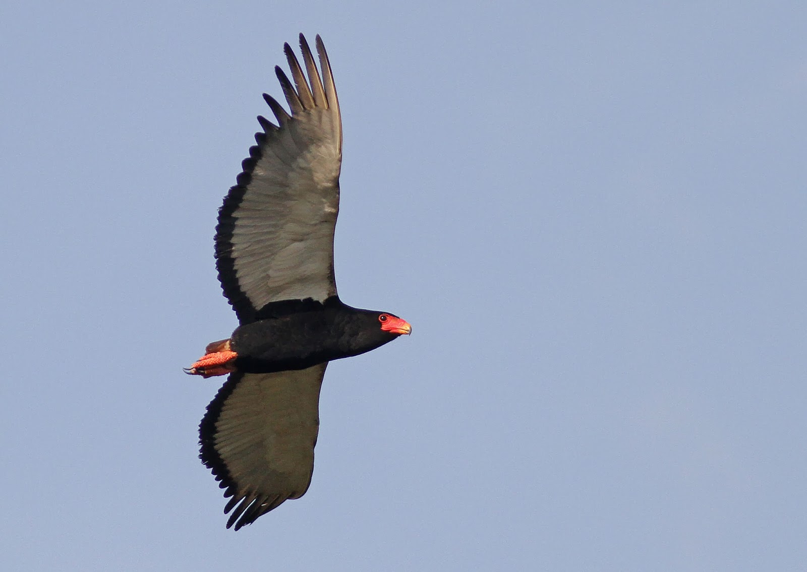 Non-Stop Birding: Mole National Park (days 10 to 13)