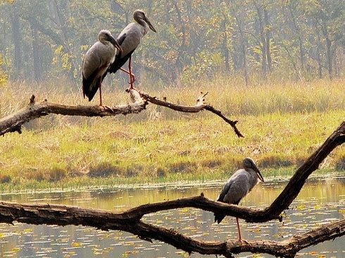 Top Ten Heritages of Nepal: A Visit to Chitwan National Park