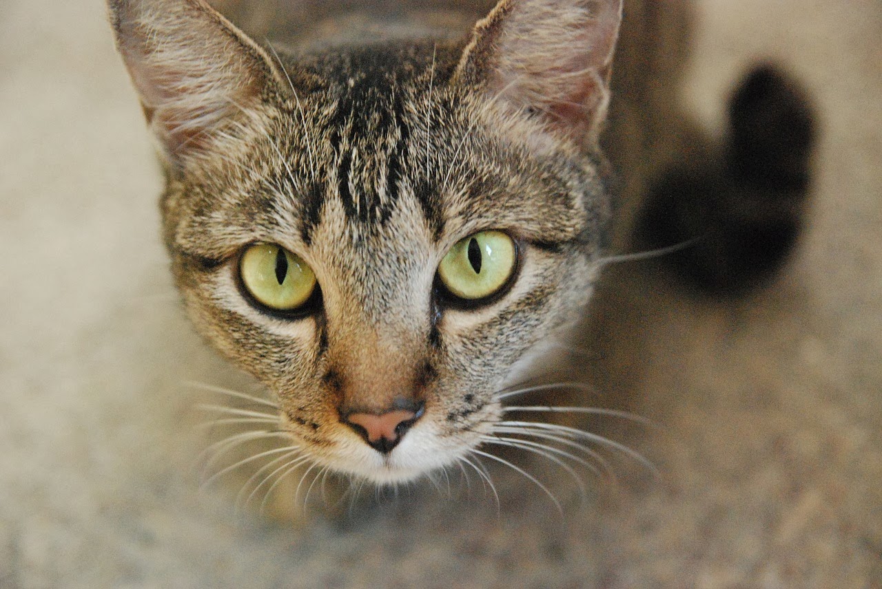 “E' gay e non lo voglio in casa" lo abbandona | Un gatto "contro natura"