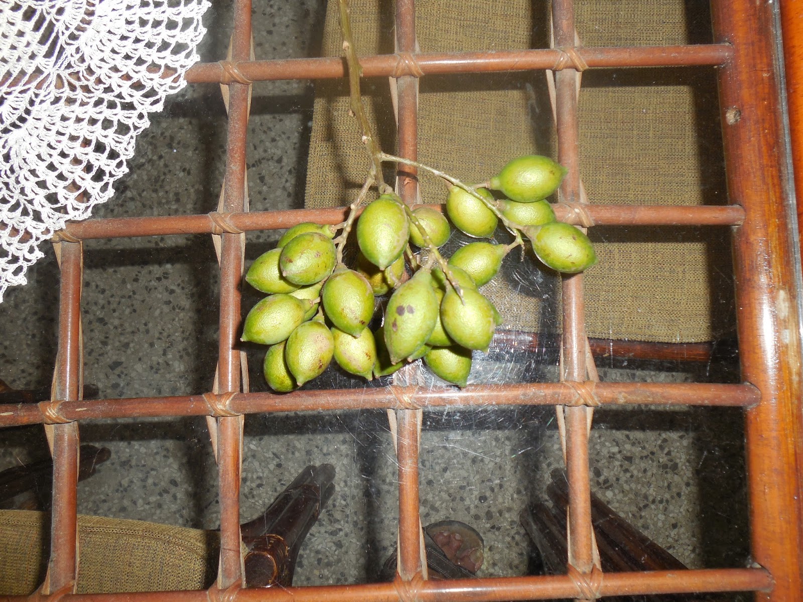 Flora de Puerto Rico Ilustrada Papo Vives: SAPINDACEAE-MELICOCCUS ...