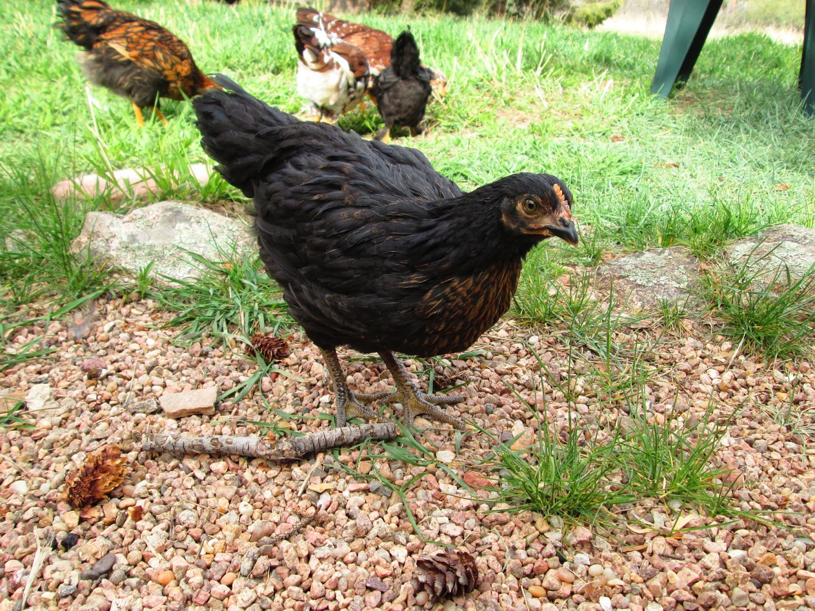 Life on the Mountainside : Our Growing Chickens