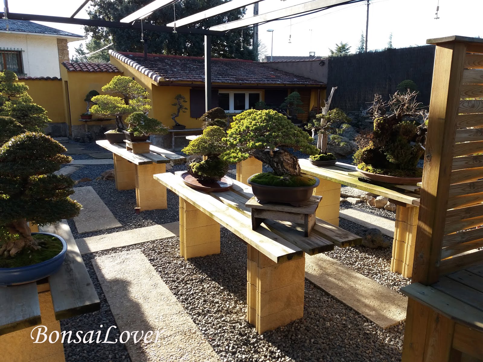 Visitando "David Benavente estudio de bonsai" - Día a día de un Bonsailover