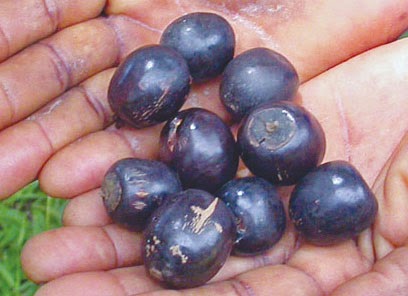 The Poora-berry tree |Renaissance in the Bushveld